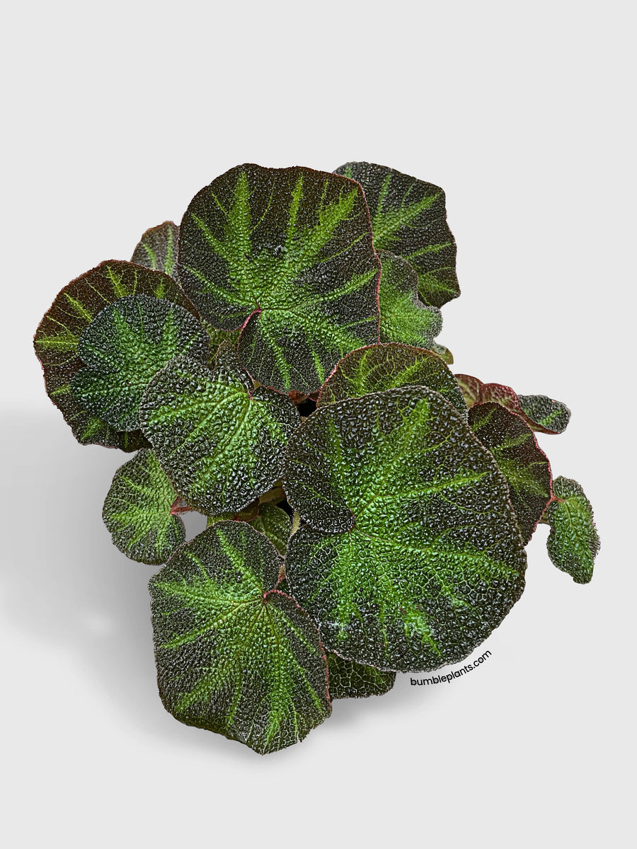 Bumble Plants Begonia Soli-Mutata (Sun-Changing Begonia) – Farm2Me