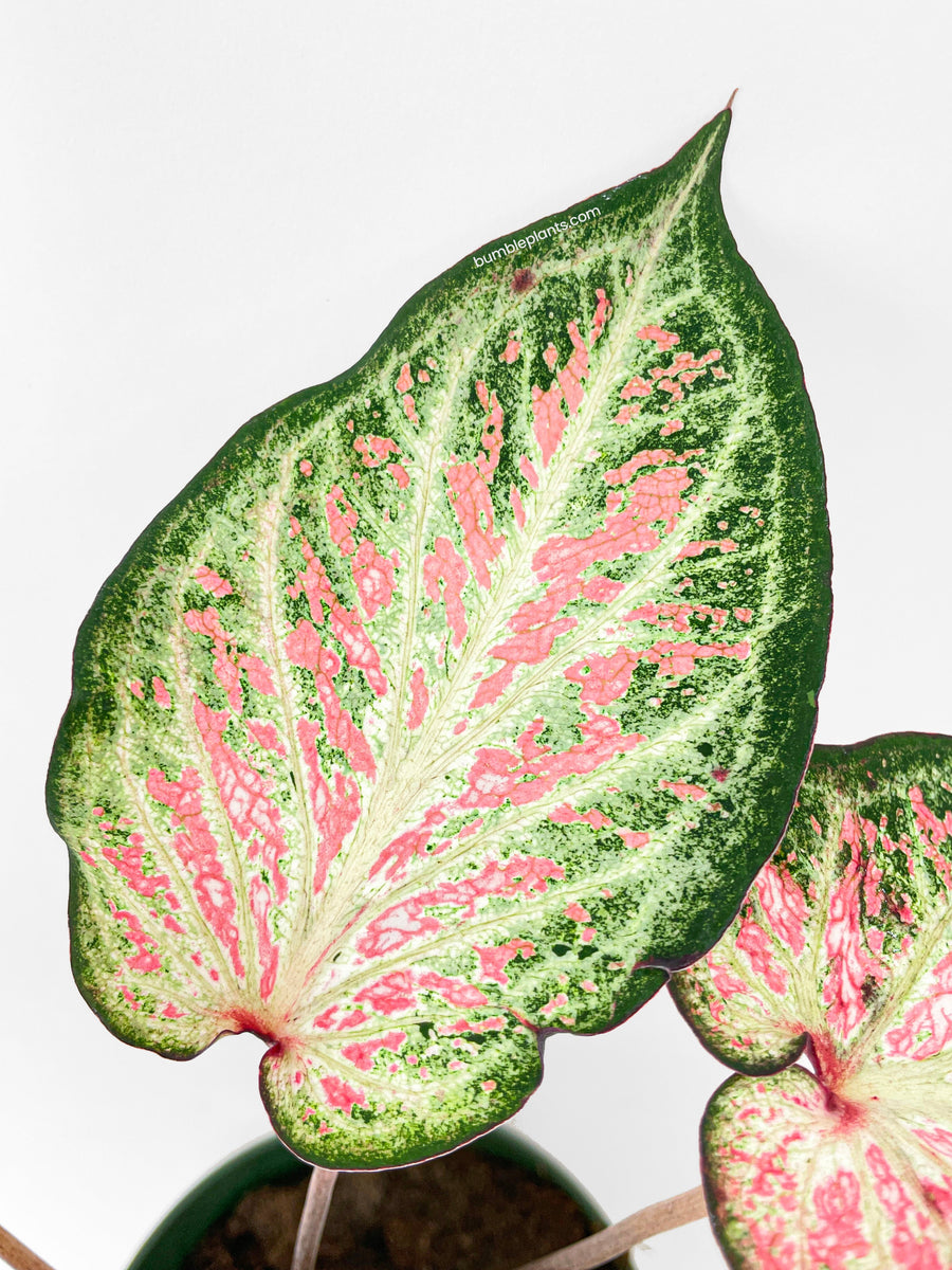 Bumble Plants Caladium Candyland Pink & Green Angel Wings – Farm2Me