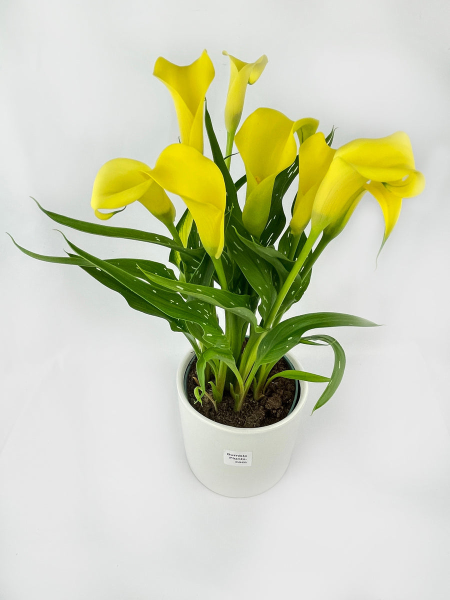 Bumble Plants Cally Lily Flowers – Farm2Me