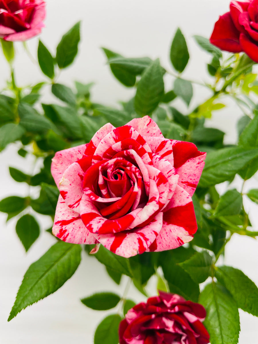 Bumble Plants Variegated Hybrid Miniature Tea Rose Flowers – Farm2Me