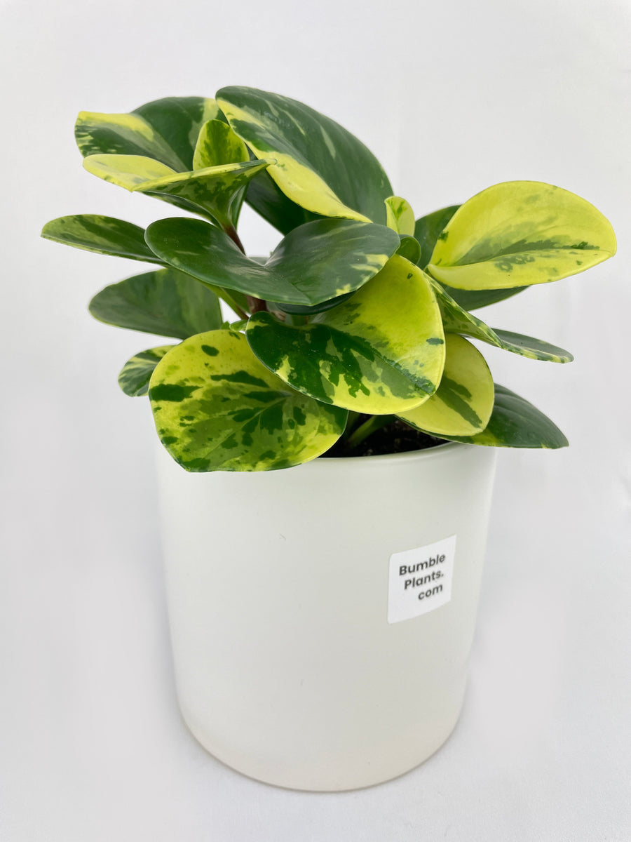 Bumble Plants Variegated Peperomia Obtusifolia – Farm2Me