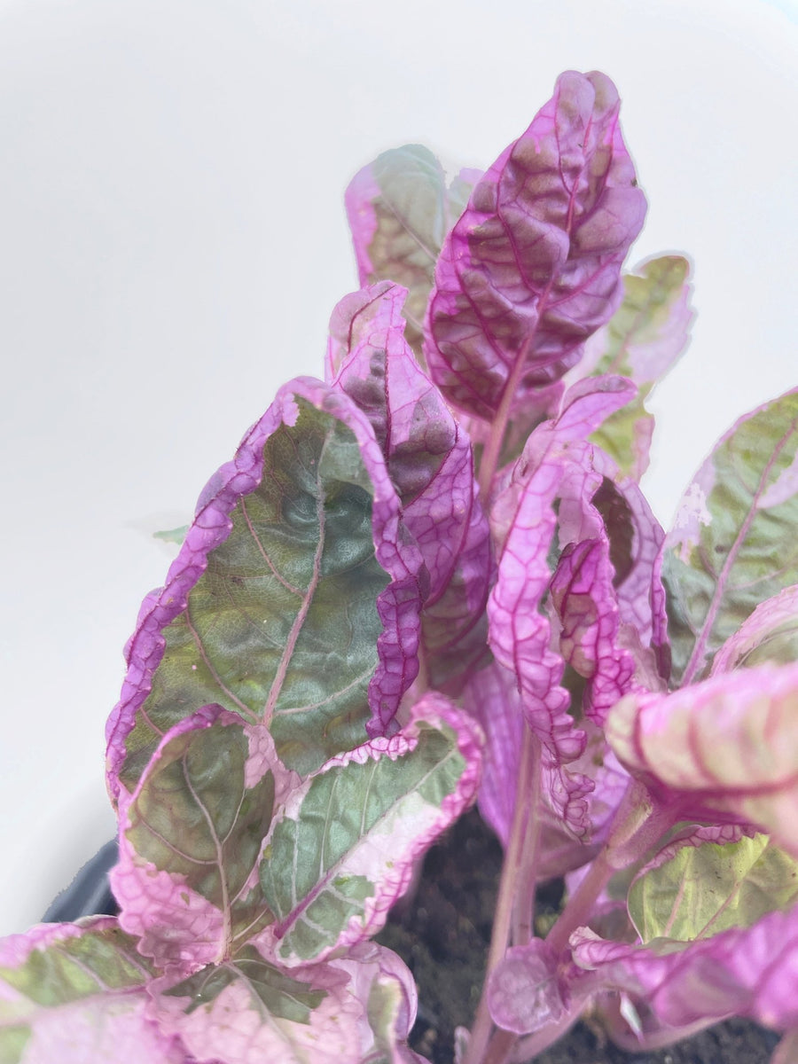 Bumble Plants 'Snow White' Waffle Plant Hemigraphis Alternata – Farm2Me